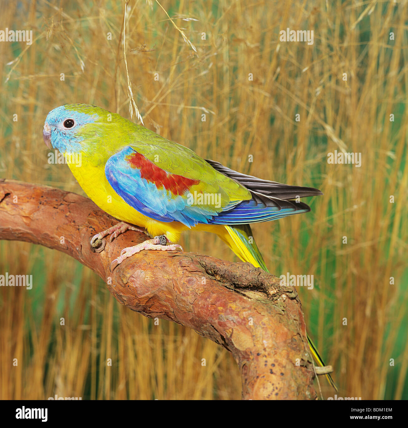 Turquoise Parrot - male sitting on branch / neophema pulchella Stock ...