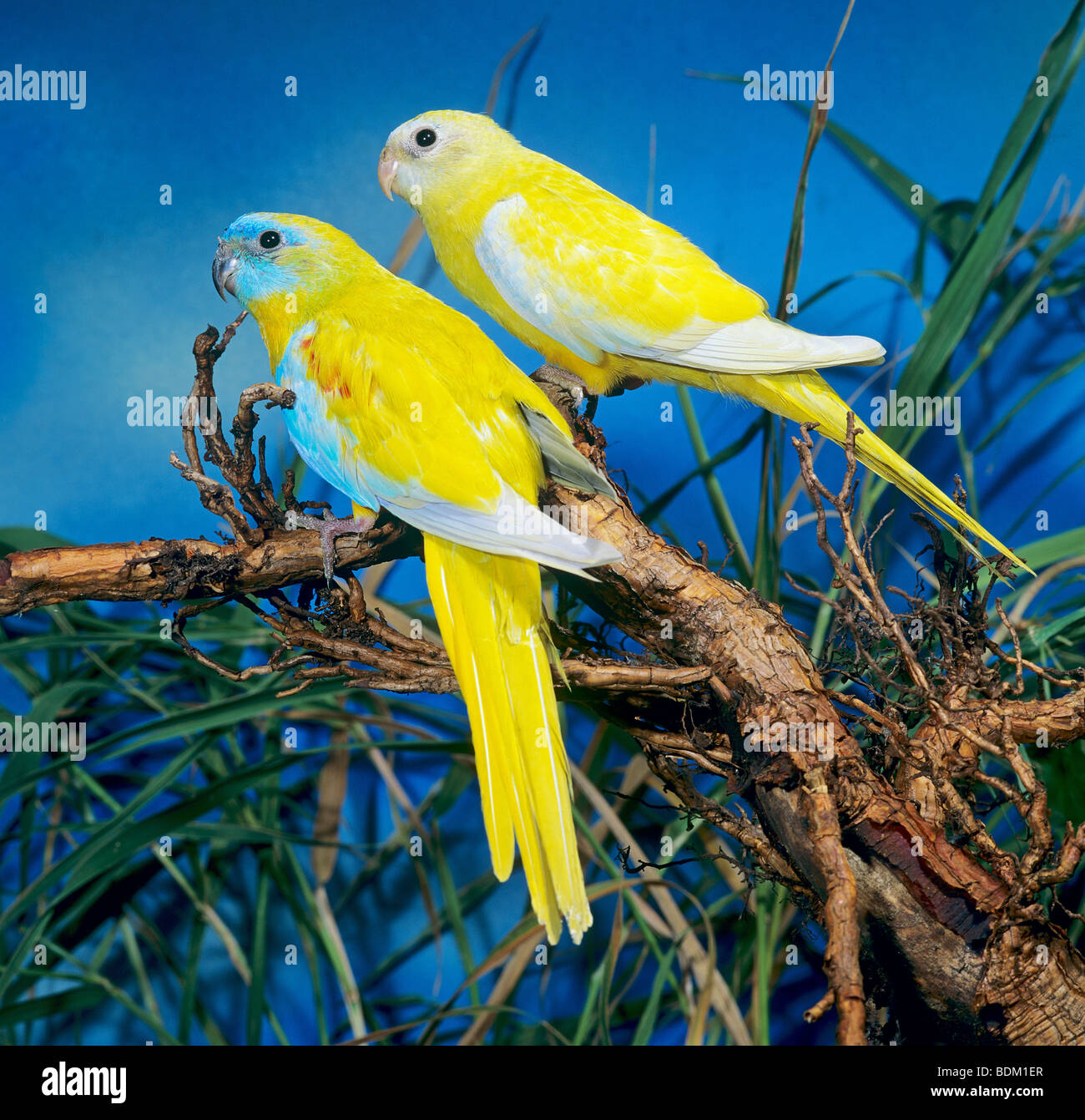 Two Turquoise Parrot - couple sitting on branch / neophema pulchella ...