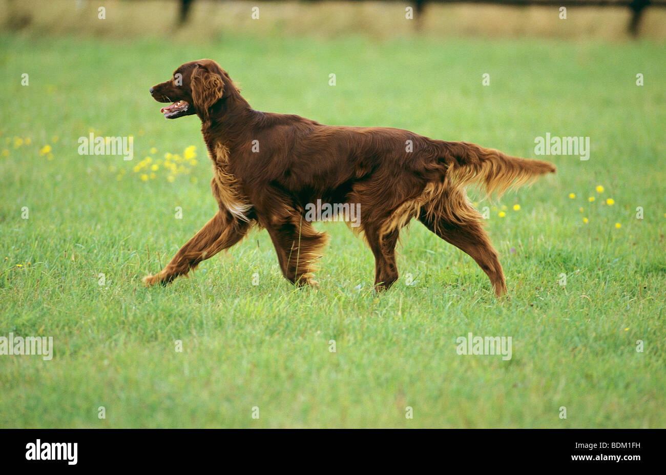 Irish Setter dog running on meadow Stock Photo - Alamy