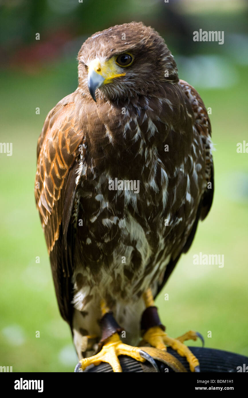 Bay winged hawk hi-res stock photography and images - Alamy