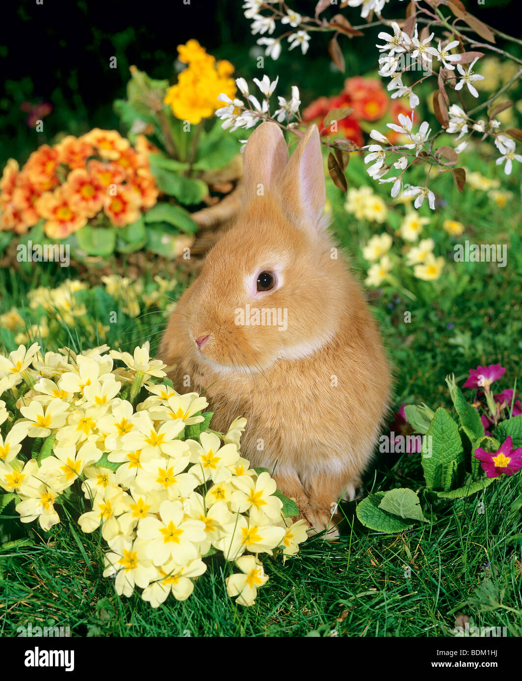 Dwarf Rabbit in spring Stock Photo - Alamy