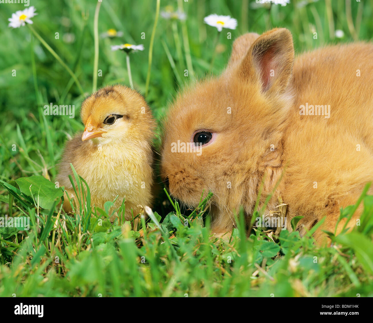 animal friendship : young dwarf rabbit and chick Stock Photo - Alamy