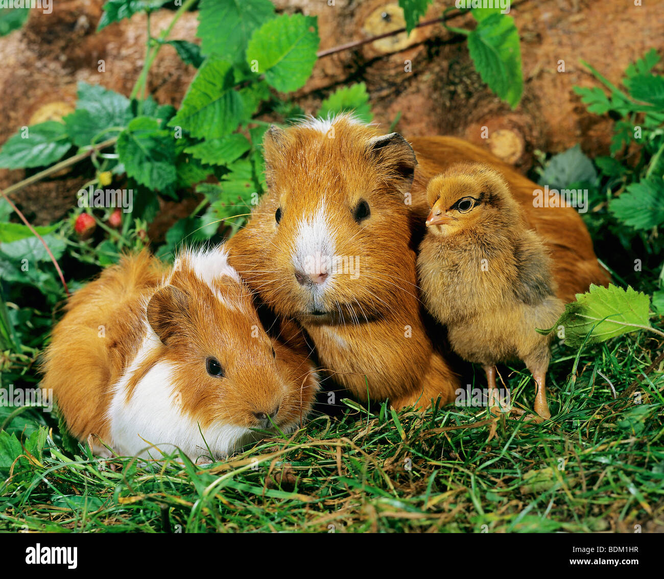 animal friendship : Two Guinea pigs and chick Stock Photo - Alamy