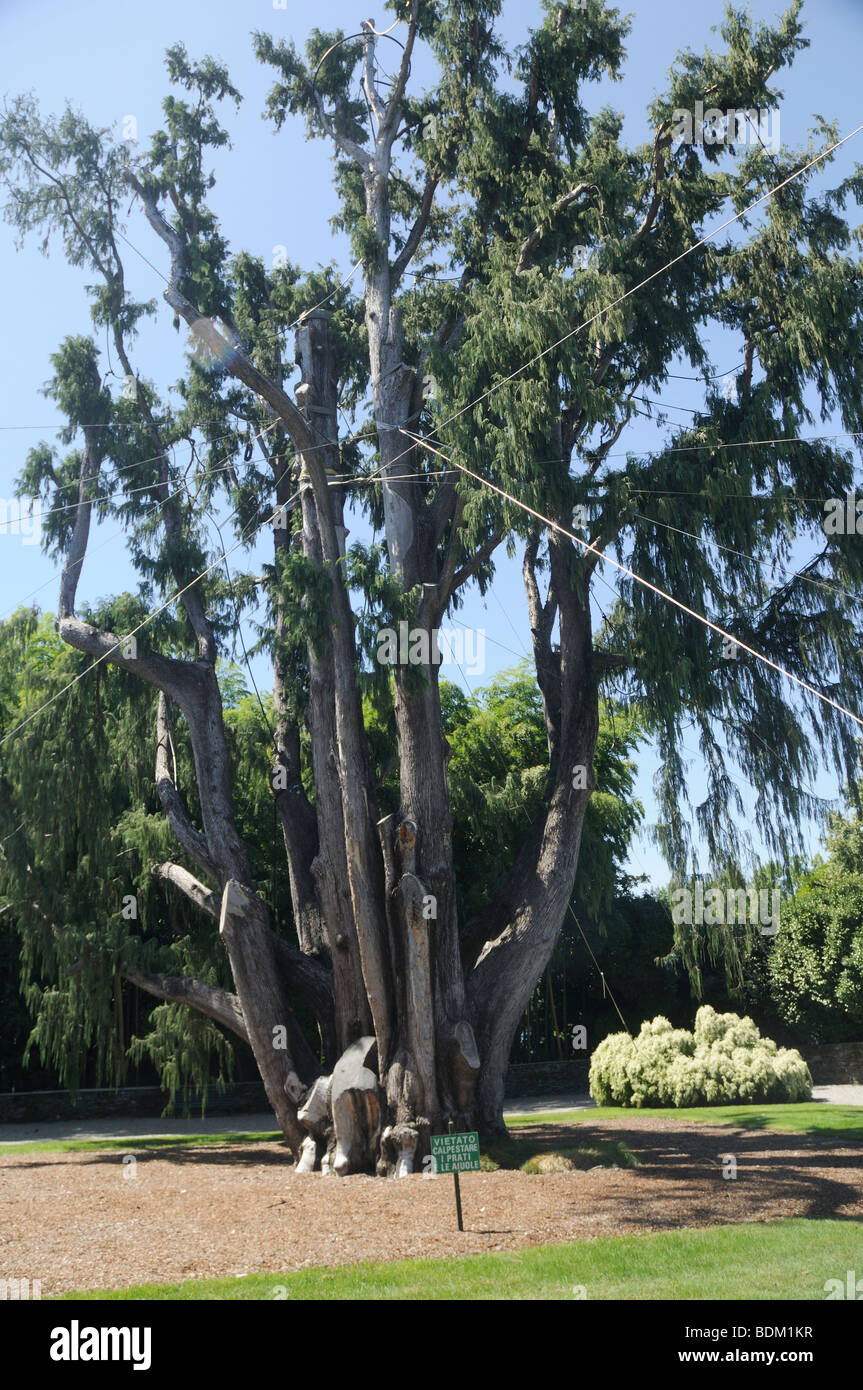 The Famous Cedar Tree that was blown down in a storm then replanted on ...