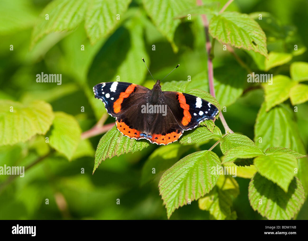 British wildlife butterfly hi-res stock photography and images - Alamy
