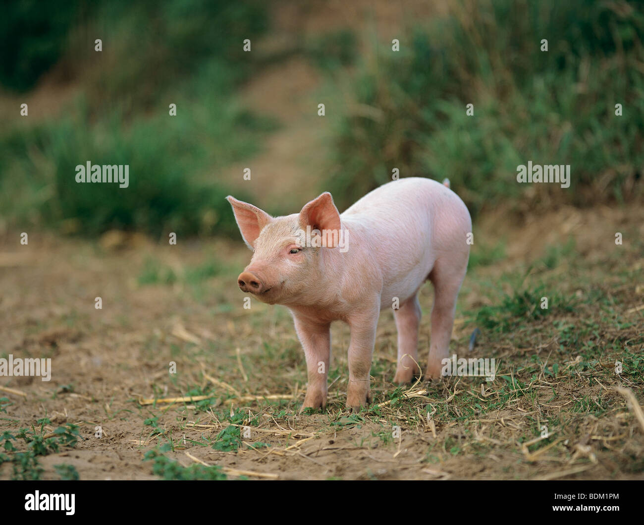Piglet standing on meadow Stock Photo - Alamy
