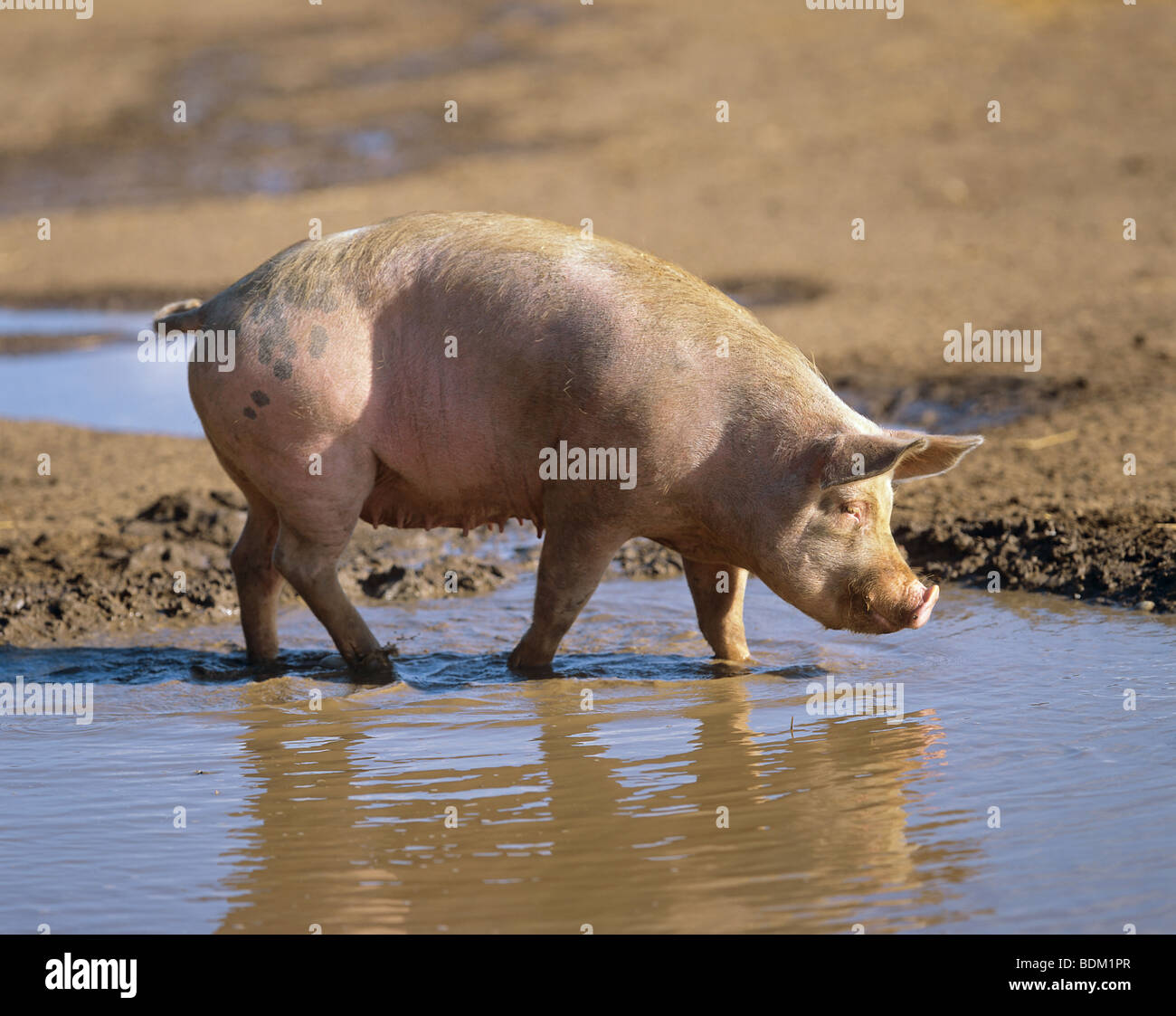 Domestic Pig standing in pig wallow Stock Photo - Alamy