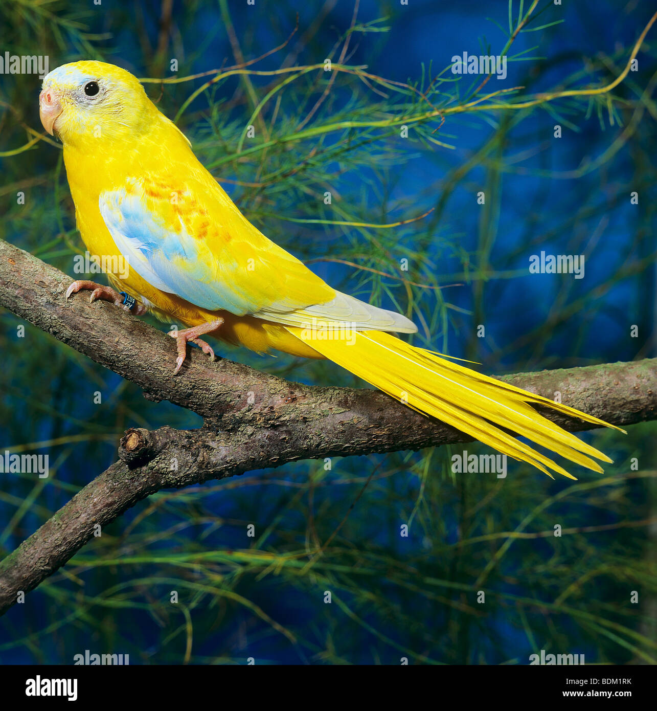 Turquoise Parrot (Neophema pulchella) perched on a branch Stock Photo ...