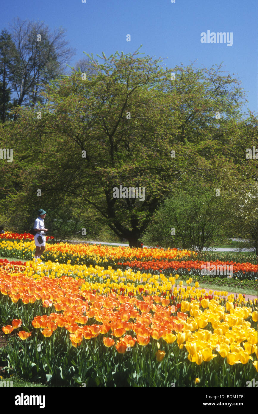 The Colorful Spring tulip display at Longwood Gardens ,Philadelphia in ...