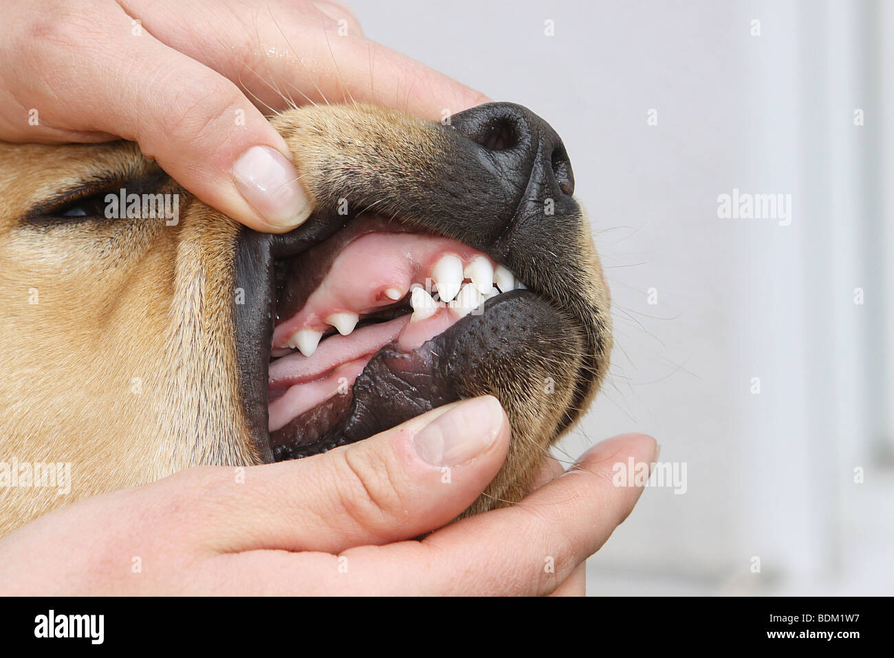 Labrador Retriever dog - checking teeth Stock Photo - Alamy
