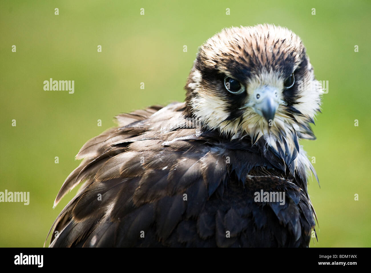 The Lanner Falcon (Falco biarmicus is a large bird of prey that breeds ...