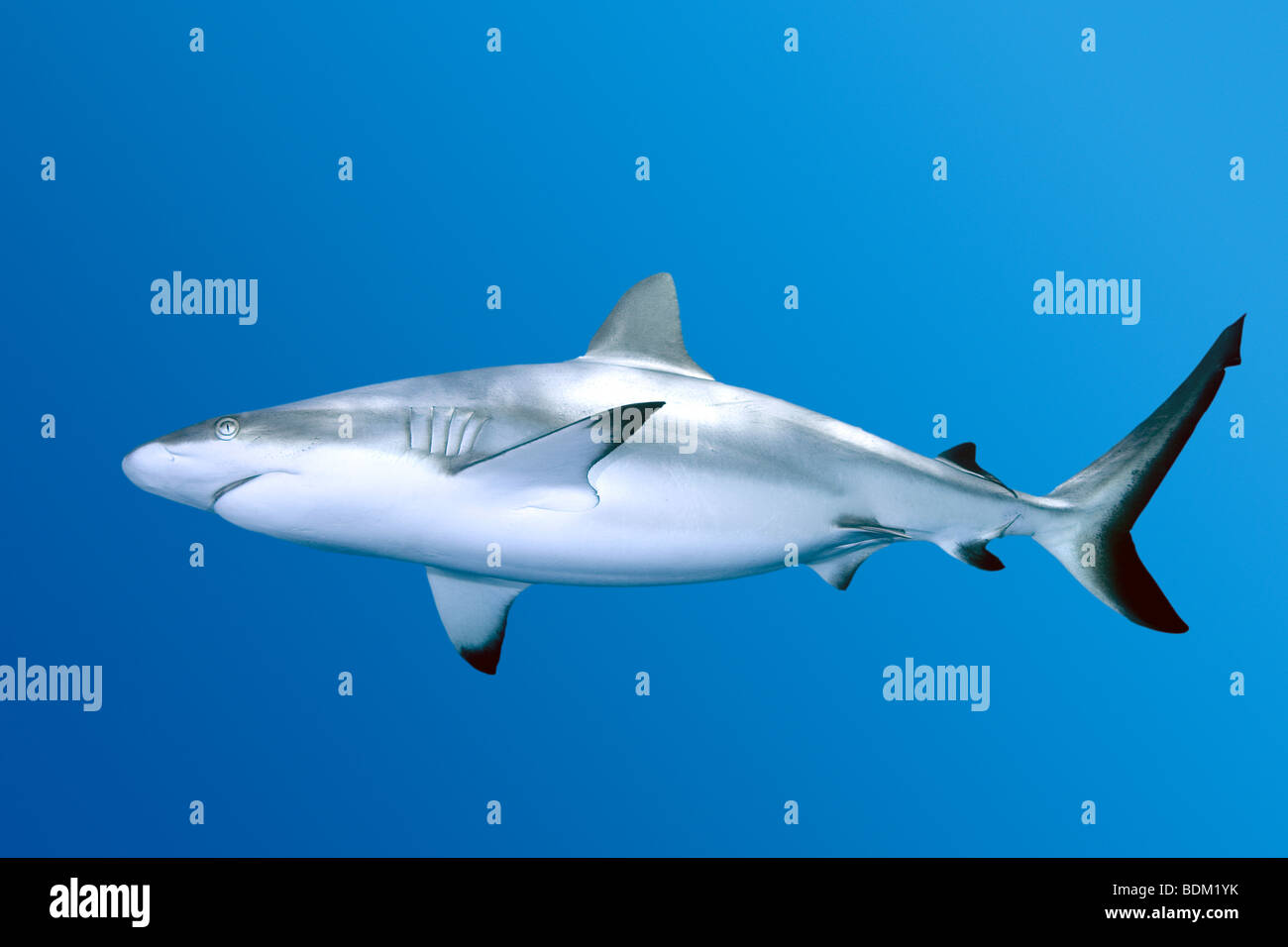 Shark Blue Water Background High Resolution Stock Photography and ...