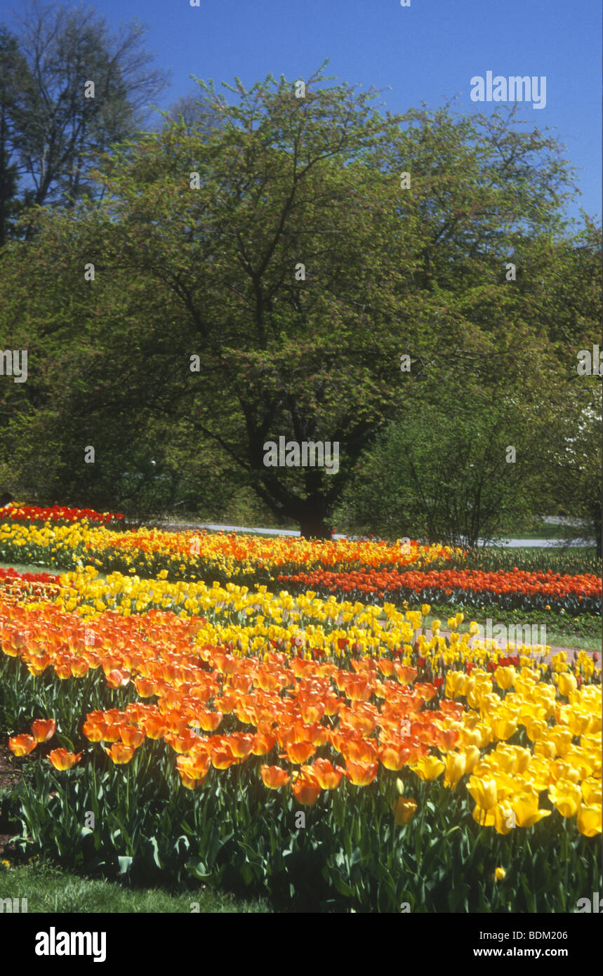 The Colorful Spring tulip display at Longwood Gardens ,Philadelphia in ...