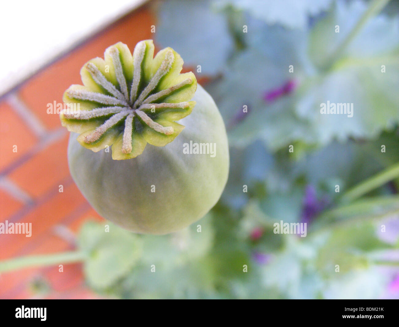 Poppy leaves hi-res stock photography and images - Alamy