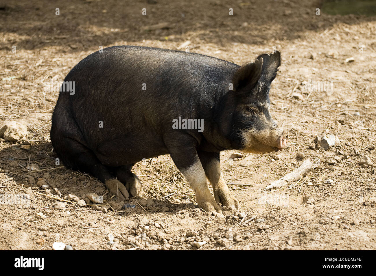 A pig enjoying a good scratch Stock Photo - Alamy