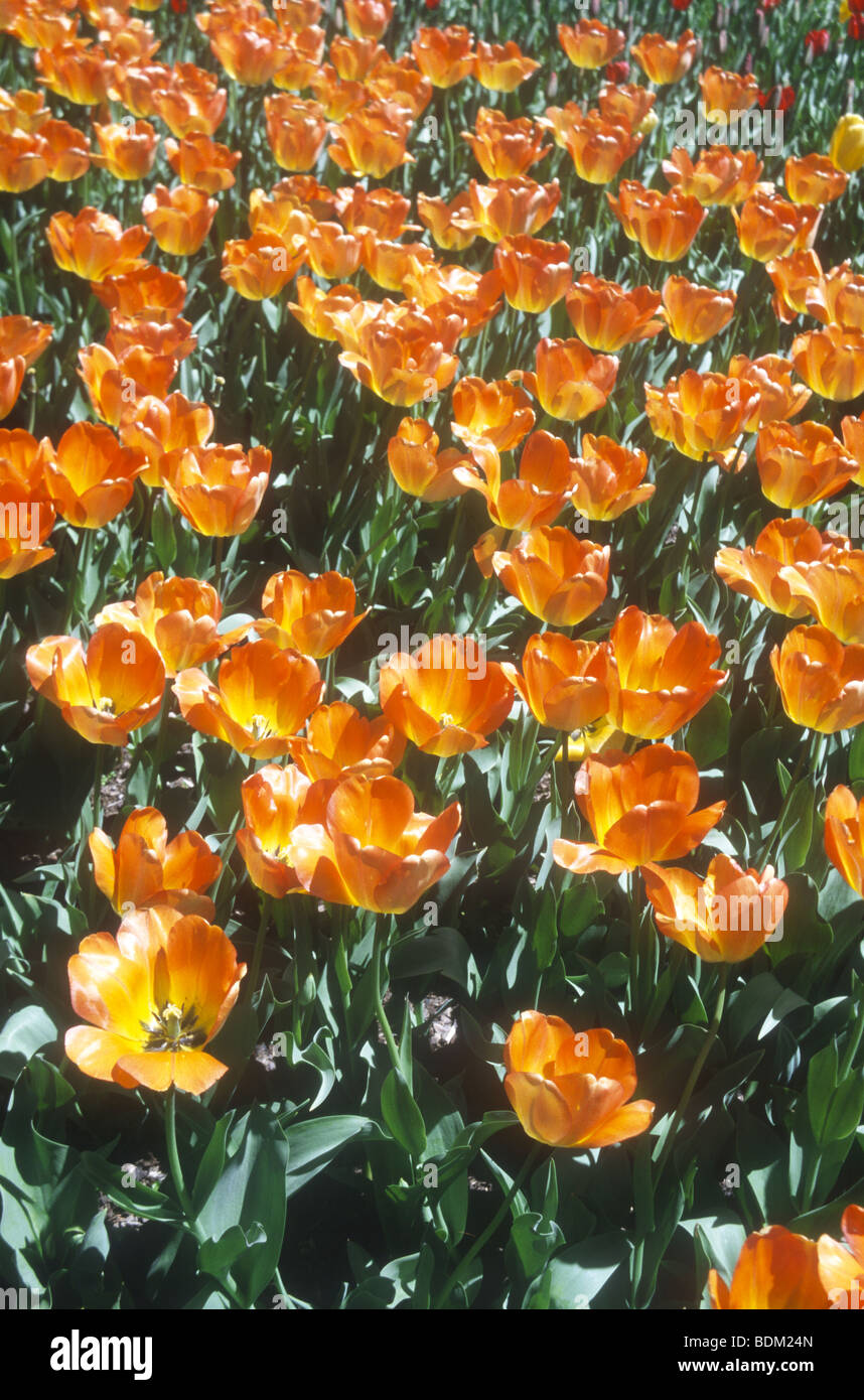 The Colorful Spring tulip display at Longwood Gardens ,Philadelphia in ...