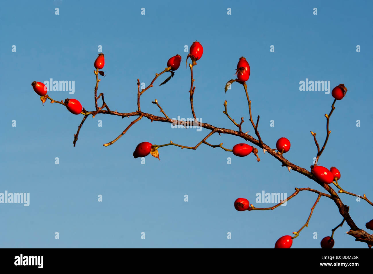 Hip rose fruits hi-res stock photography and images - Alamy