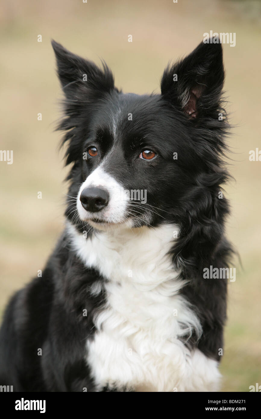 half breed dog - portrait Stock Photo - Alamy