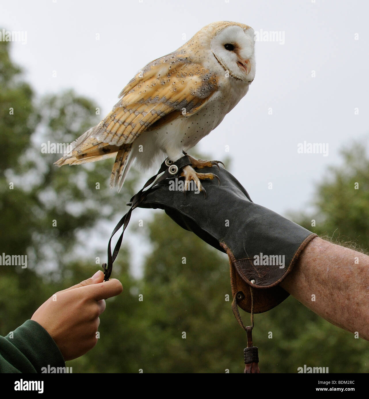 Barn Owl male gripping the handlers gloved hand Stock Photo - Alamy