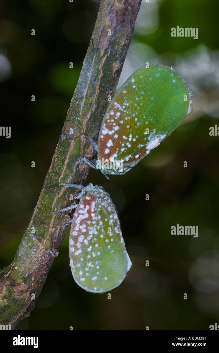 A Flatidae planthopper insect in Pang Sida National Park, Thailand ...