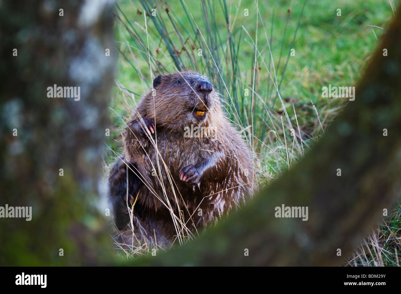 Beaver showing teeth hi-res stock photography and images - Alamy