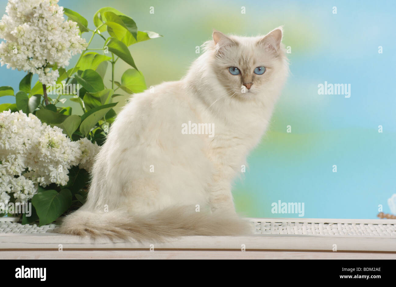 Birman, Sacred cat of Burma. Adult sitting next to white flowers ...