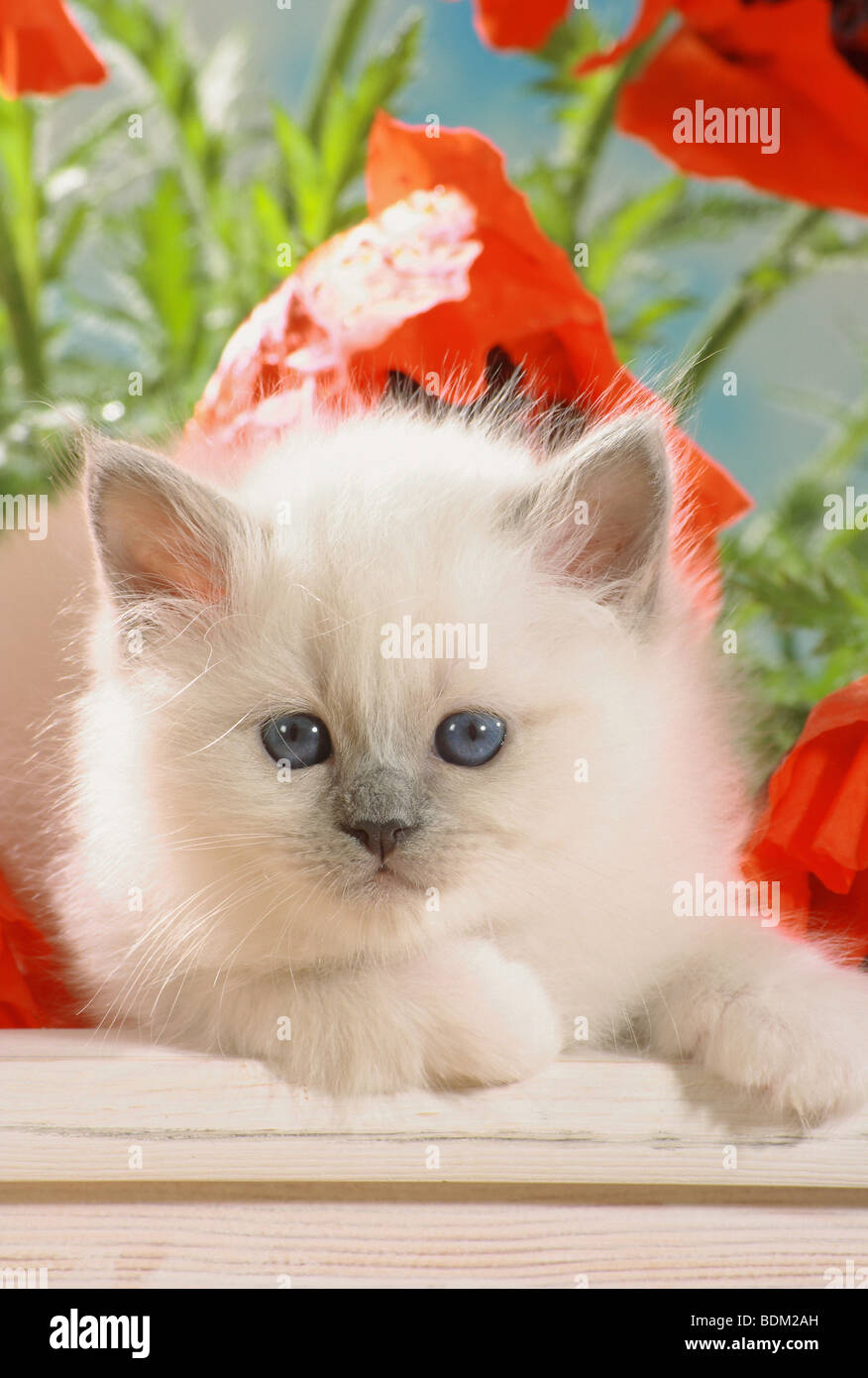 Sacred cat of Burma - kitten - lying Stock Photo - Alamy