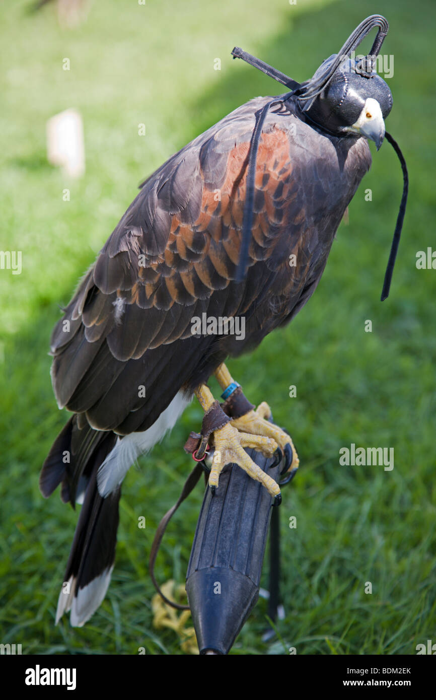 Harris Hawk on a Perch wearing Leather hood, popularly used for the ...
