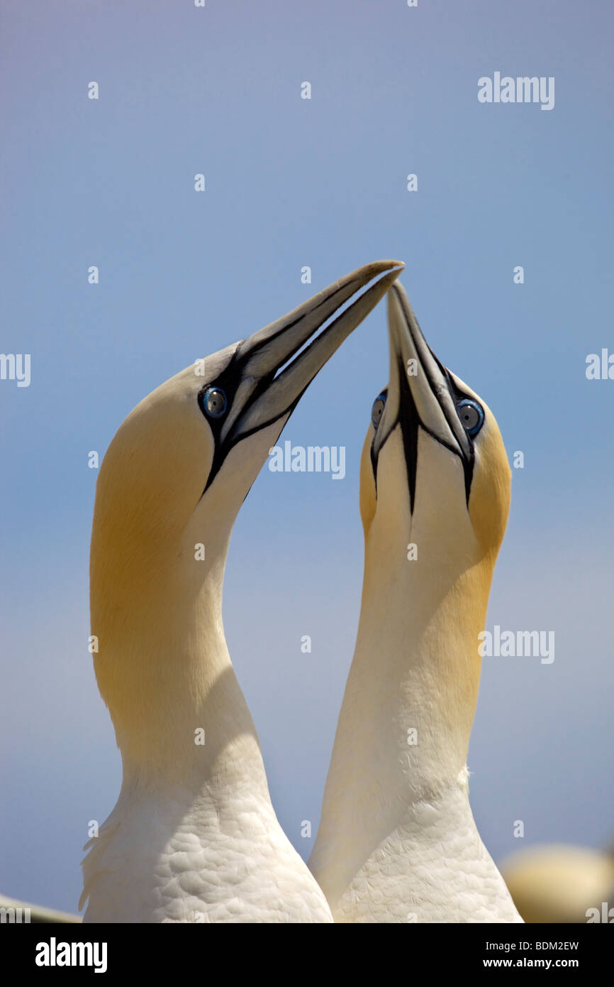 gannets; Morus bassanus; pair bonding Stock Photo - Alamy