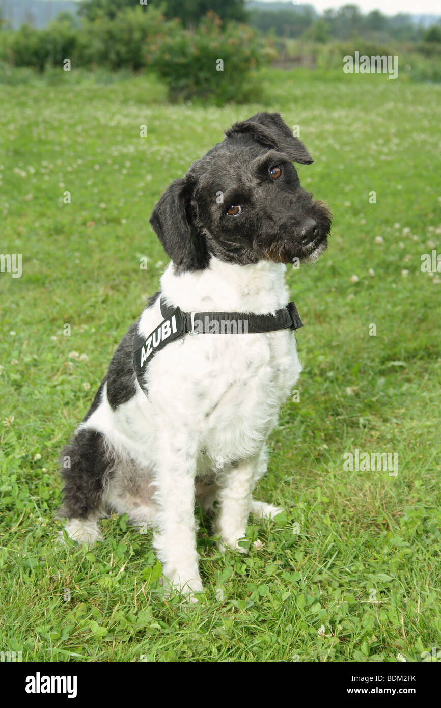 half breed dog (poodle-Terrier) - sitting on meadow Stock Photo - Alamy