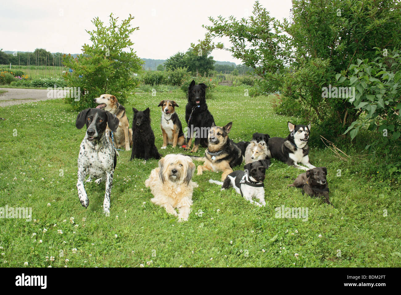 A different breed hi-res stock photography and images - Alamy