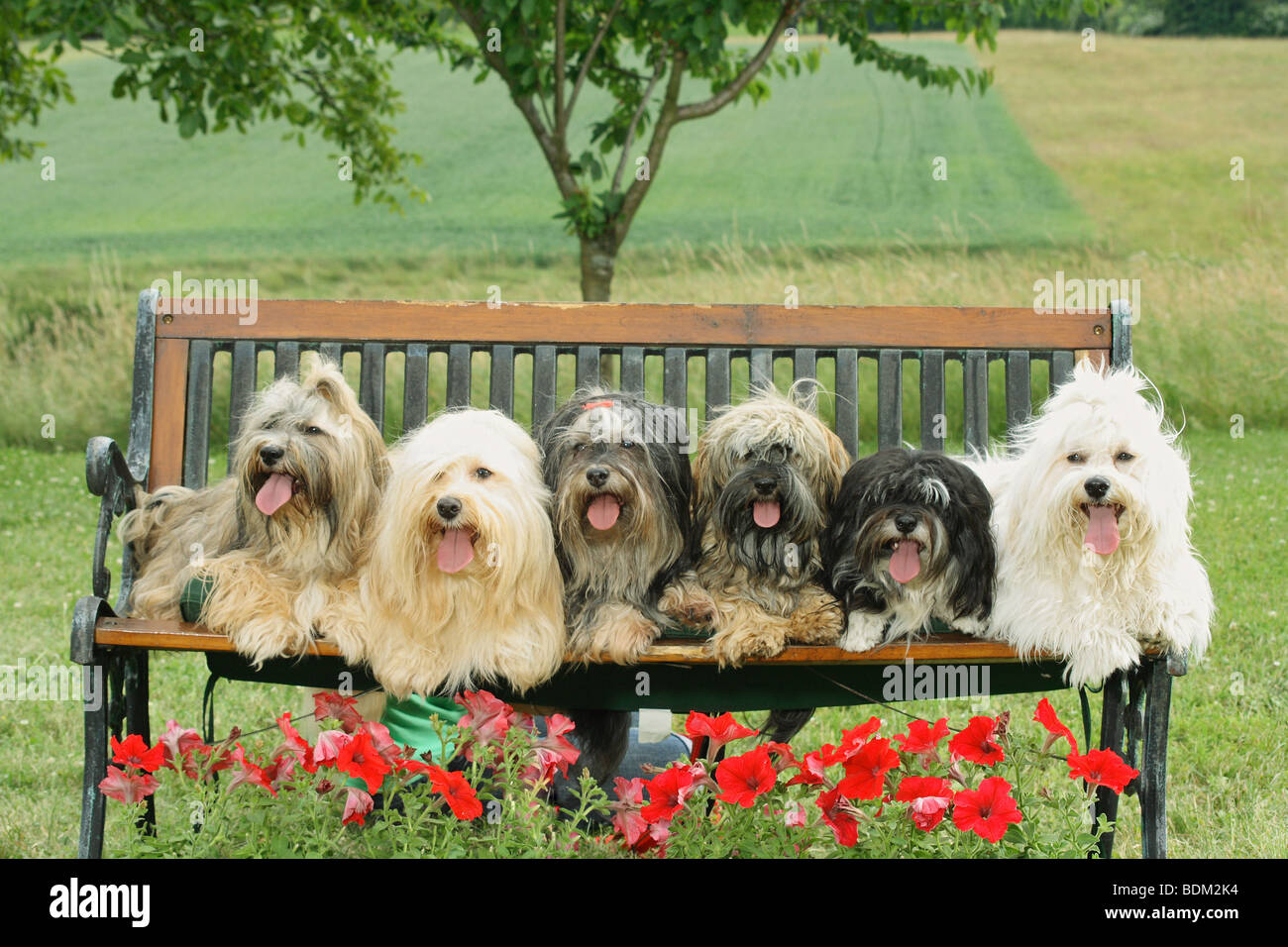 six Havanese dogs on bench Stock Photo - Alamy