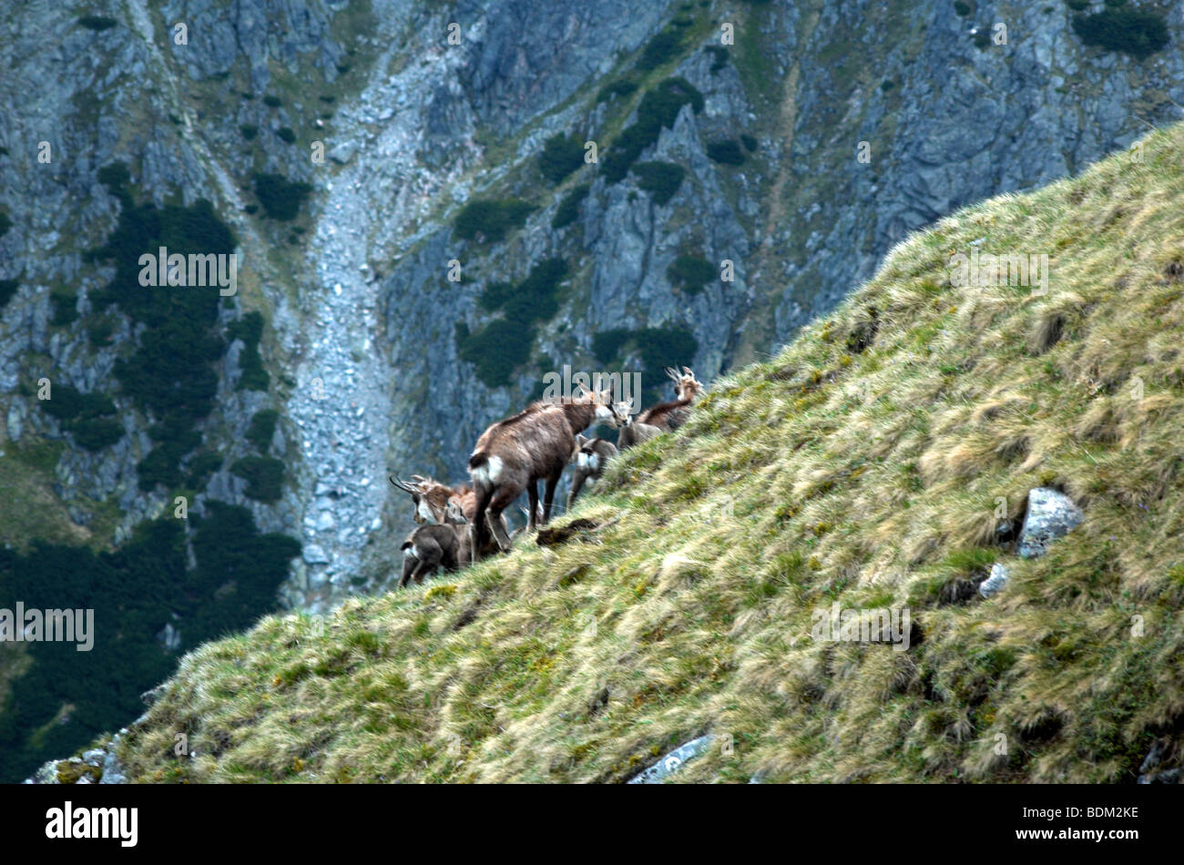 Mountain goats grazing high in the Tatra mountains of Poland Stock ...