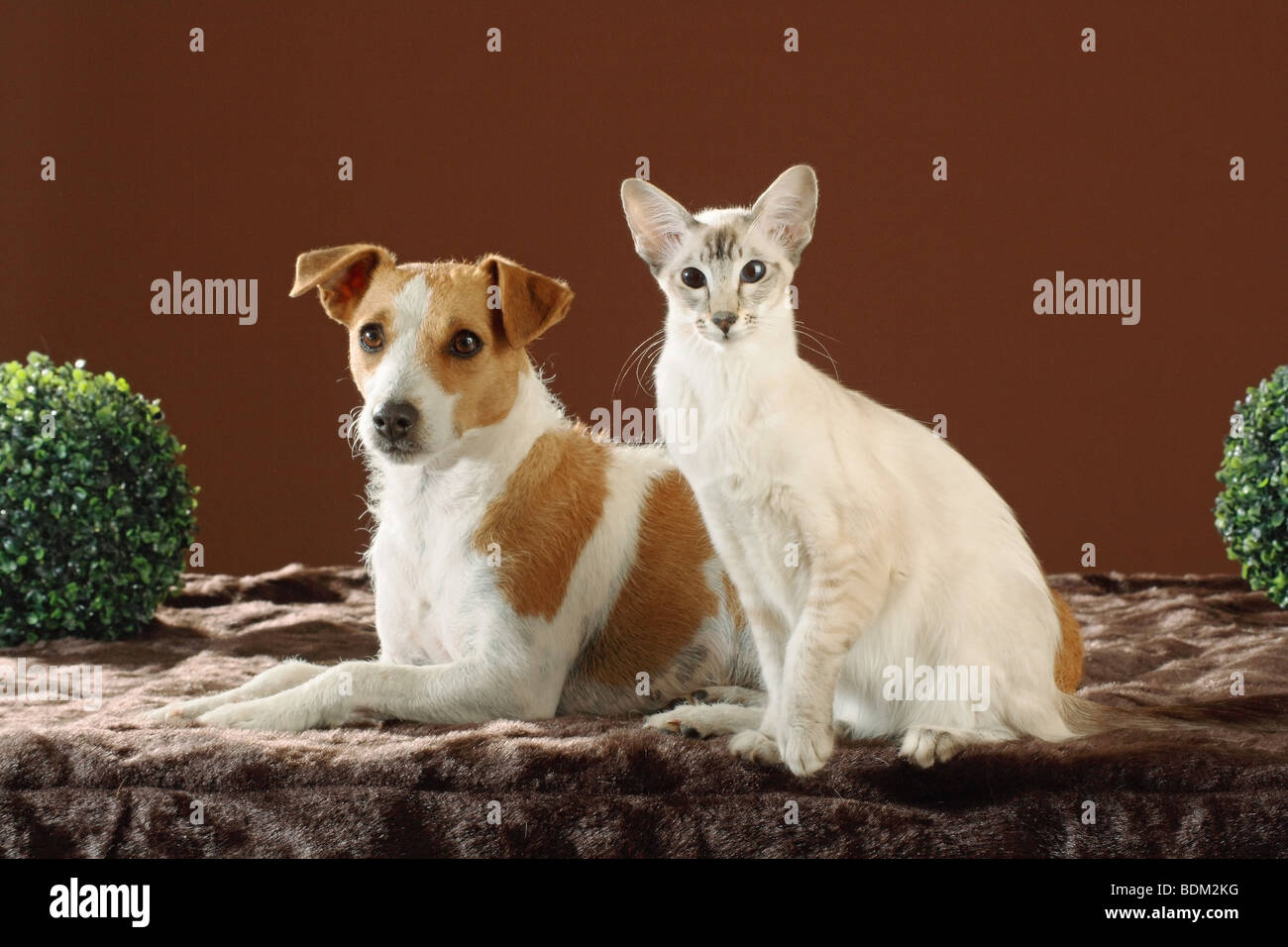 Are Jack Russells Good With Cats
