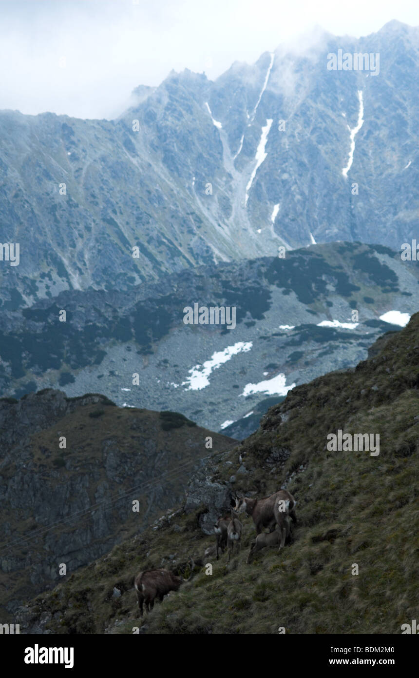 Mountain goats grazing high in the Tatra mountains of Poland Stock ...