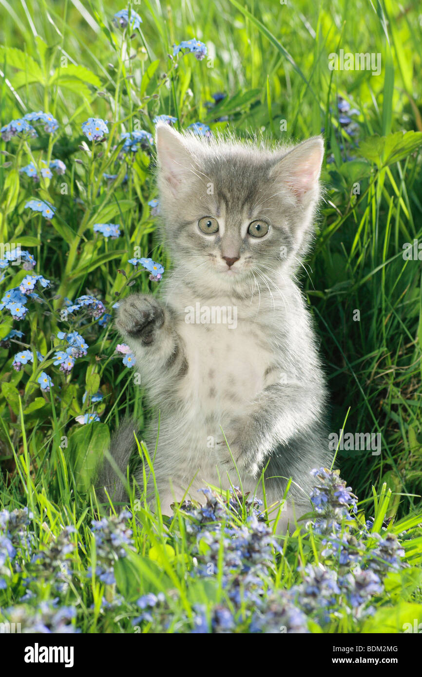 Kitten waving paw hi-res stock photography and images - Alamy
