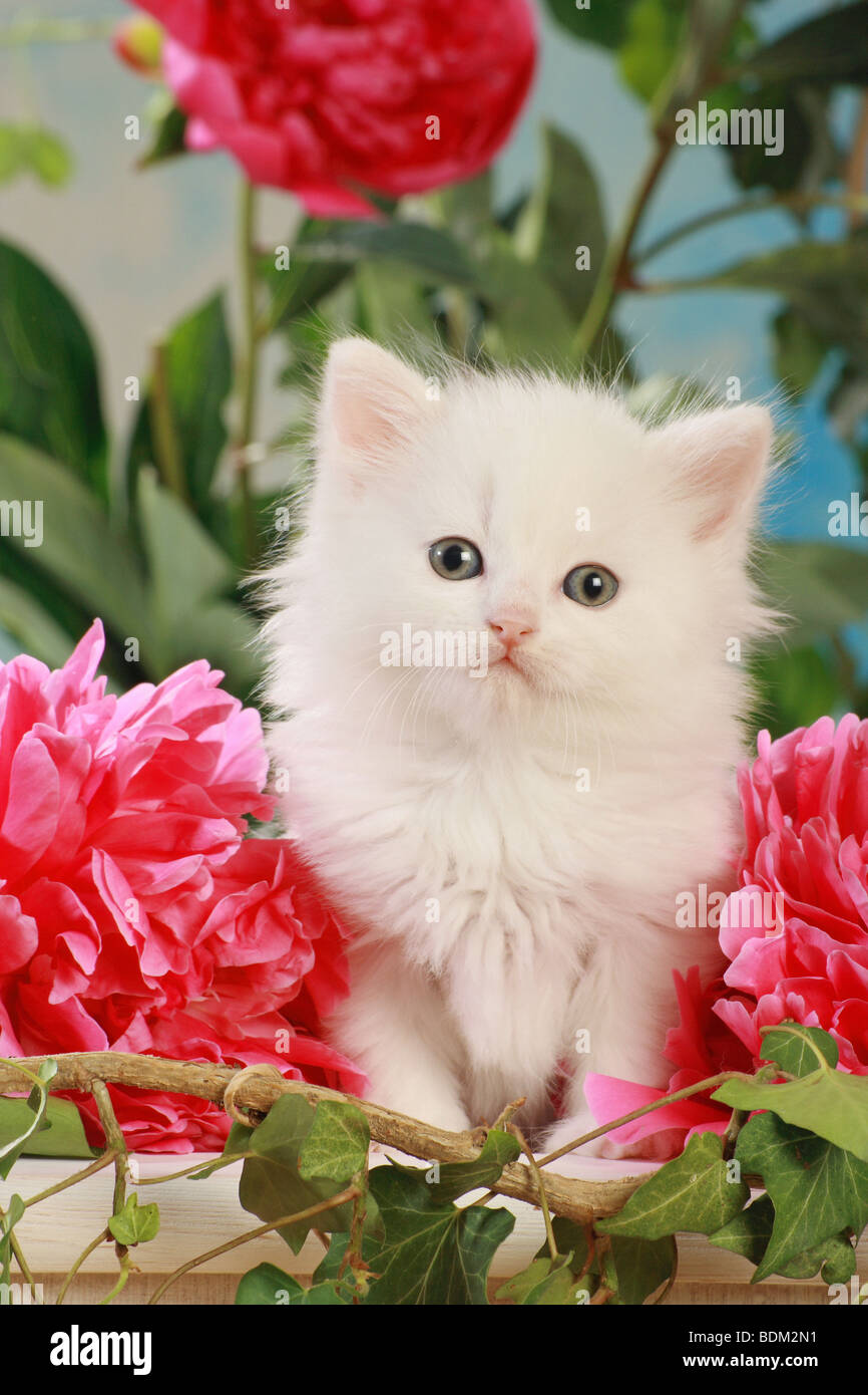 domestic cat - kitten between flowers Stock Photo - Alamy