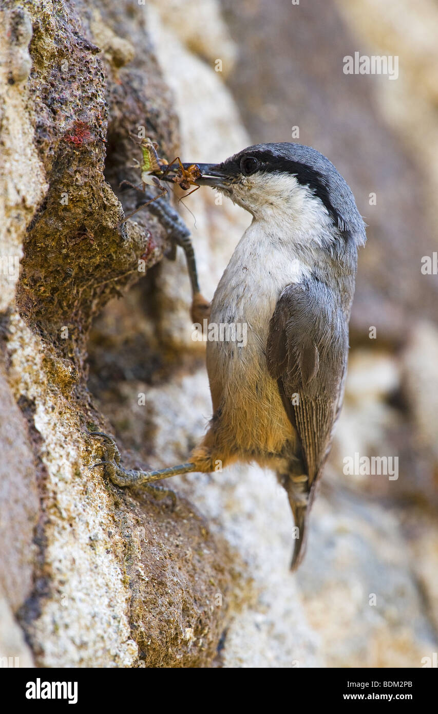 Western rock nuthatches hi-res stock photography and images - Alamy