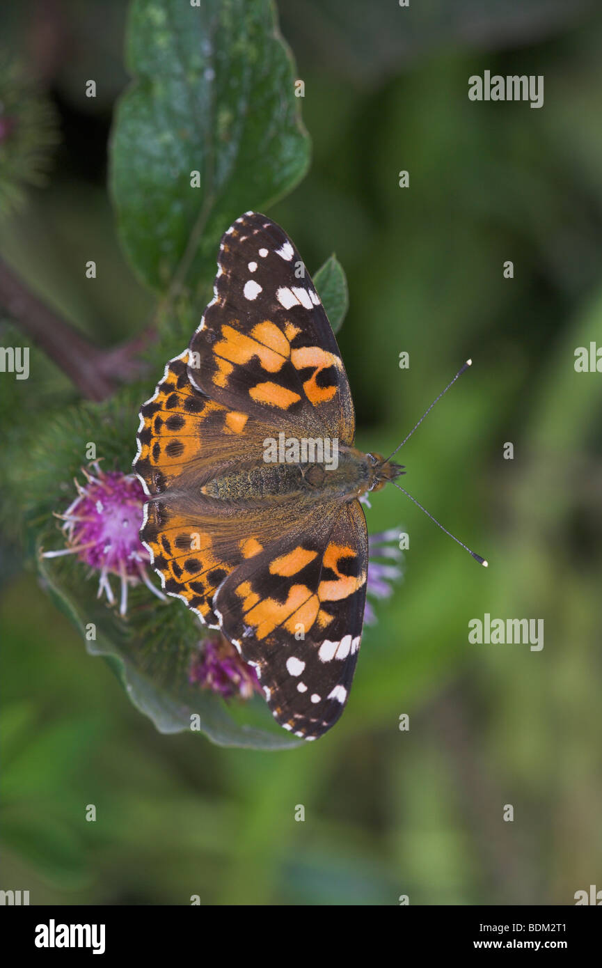 Arctium sp hi-res stock photography and images - Alamy