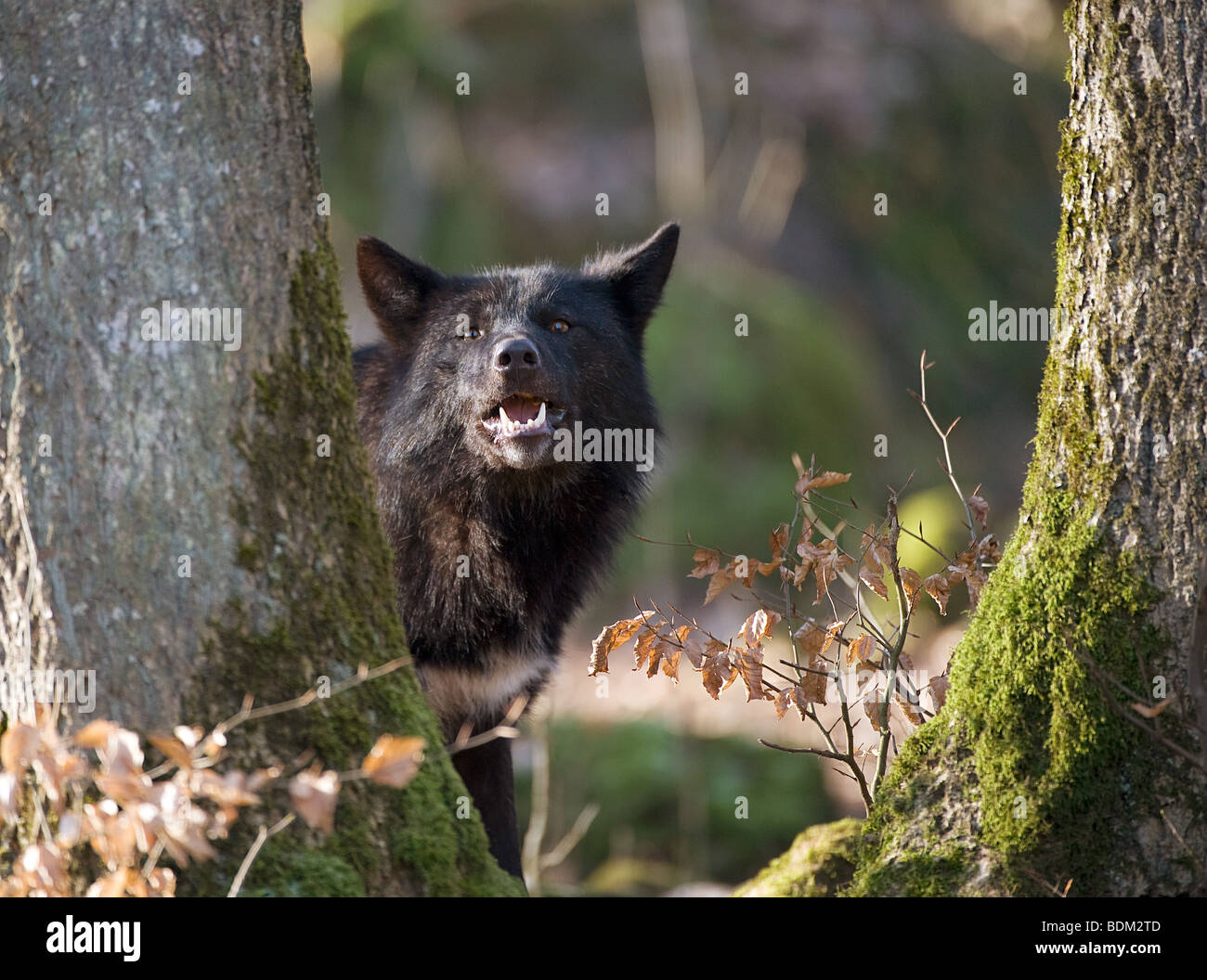 eastern wolf / Canis lupus lycaon Stock Photo - Alamy