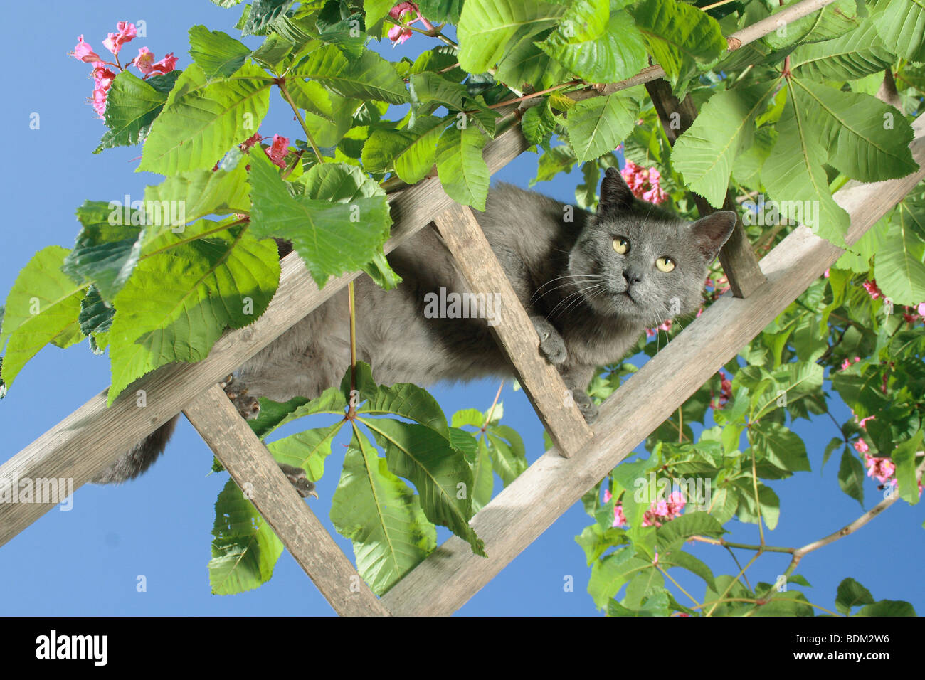 grey domestic cat on ladder Stock Photo - Alamy