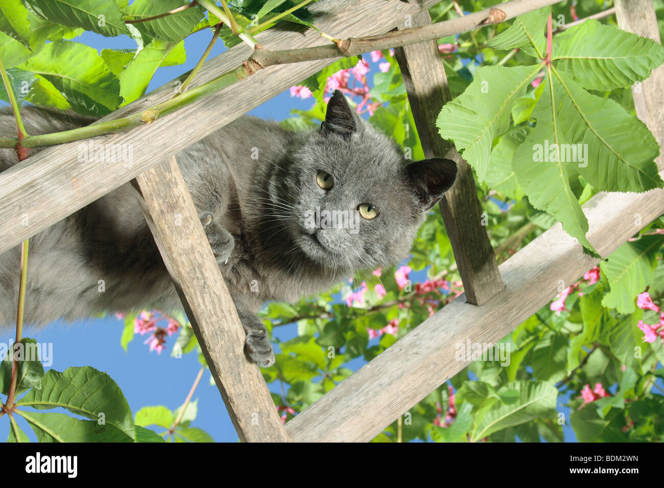 Cat ladder hi-res stock photography and images - Alamy