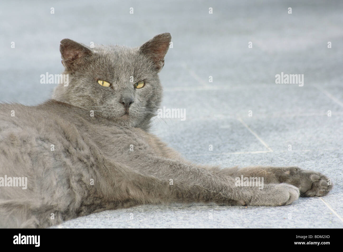 grey domestic cat - lying Stock Photo - Alamy