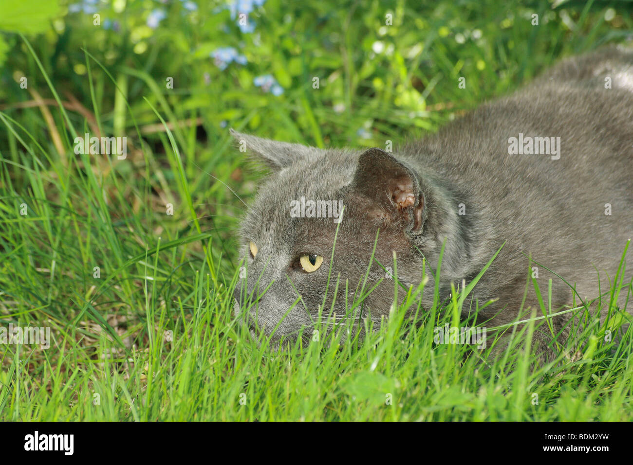 grey domestic cat on meadow Stock Photo - Alamy