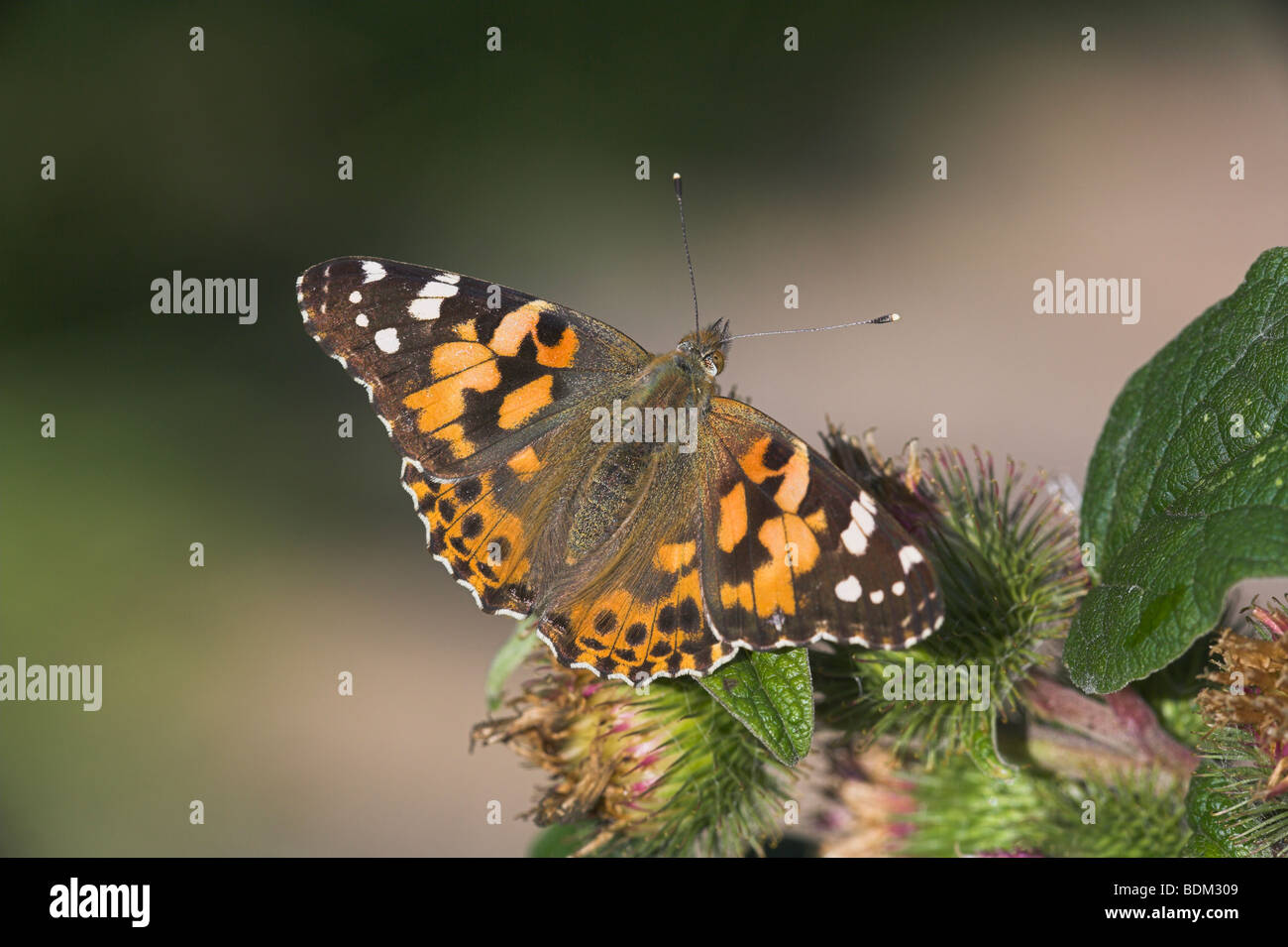 Painted Lady Vanessa cardui feeding & bathing on Burdock Arctium sp. at ...