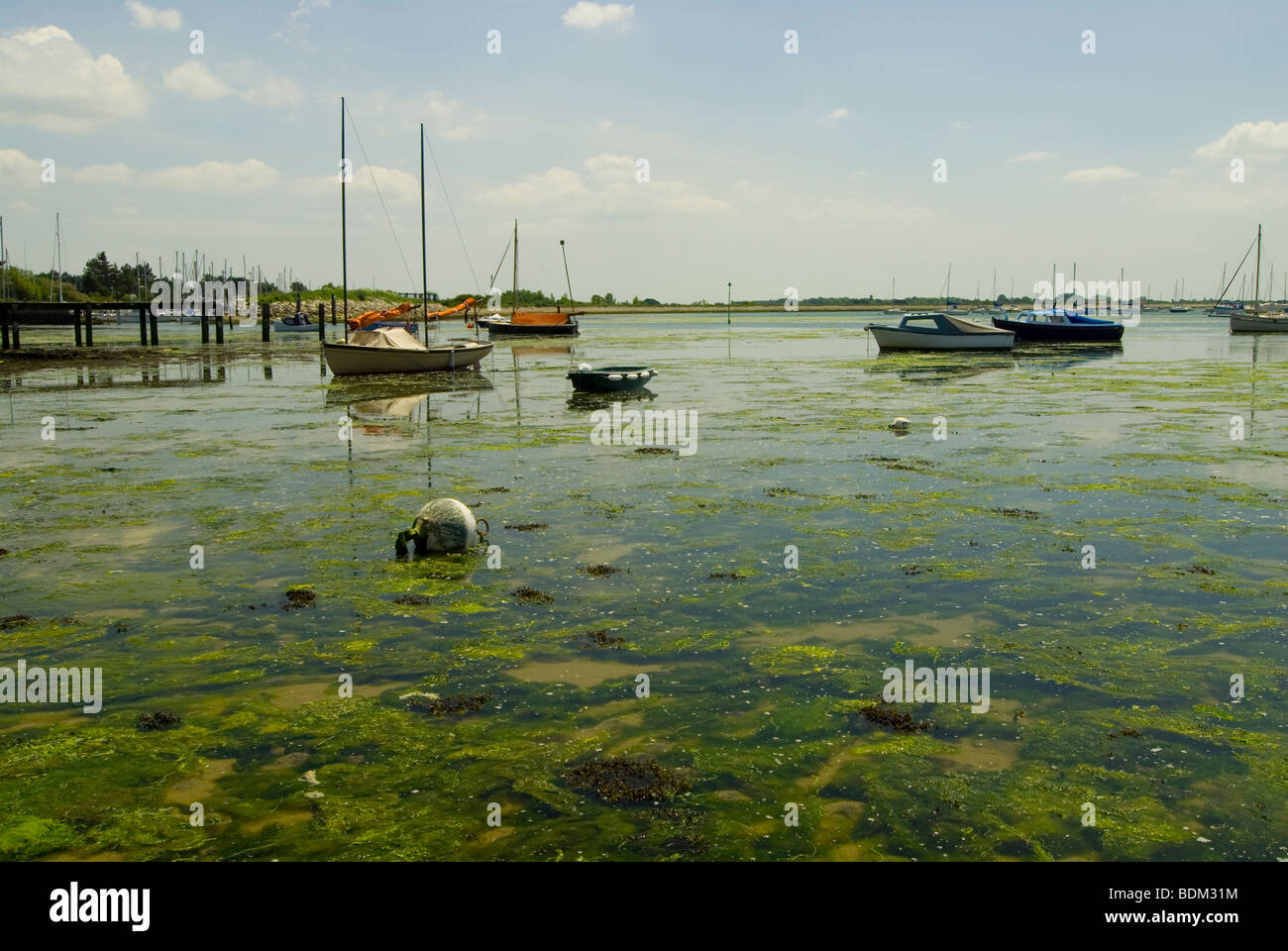 Seaweed hi-res stock photography and images - Alamy