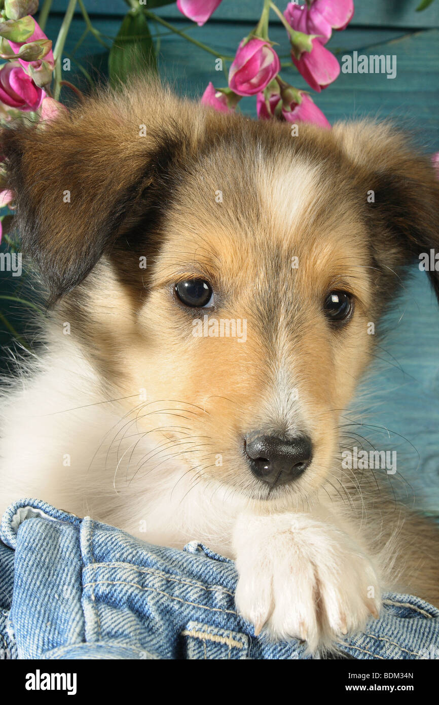 Sheltie dog - puppy - portrait Stock Photo - Alamy