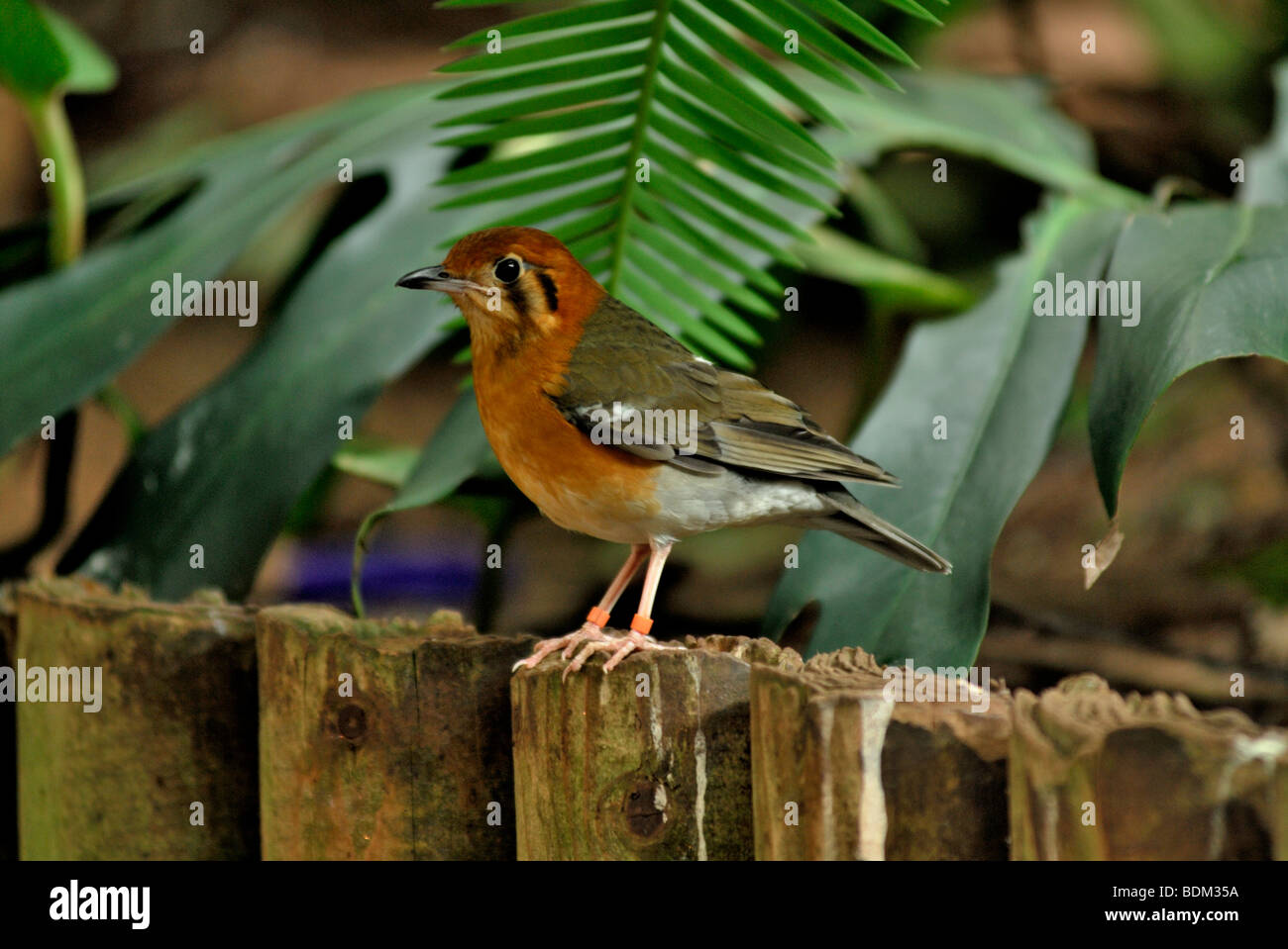 Orange-headed Thrush zoothera citrina Stock Photo - Alamy