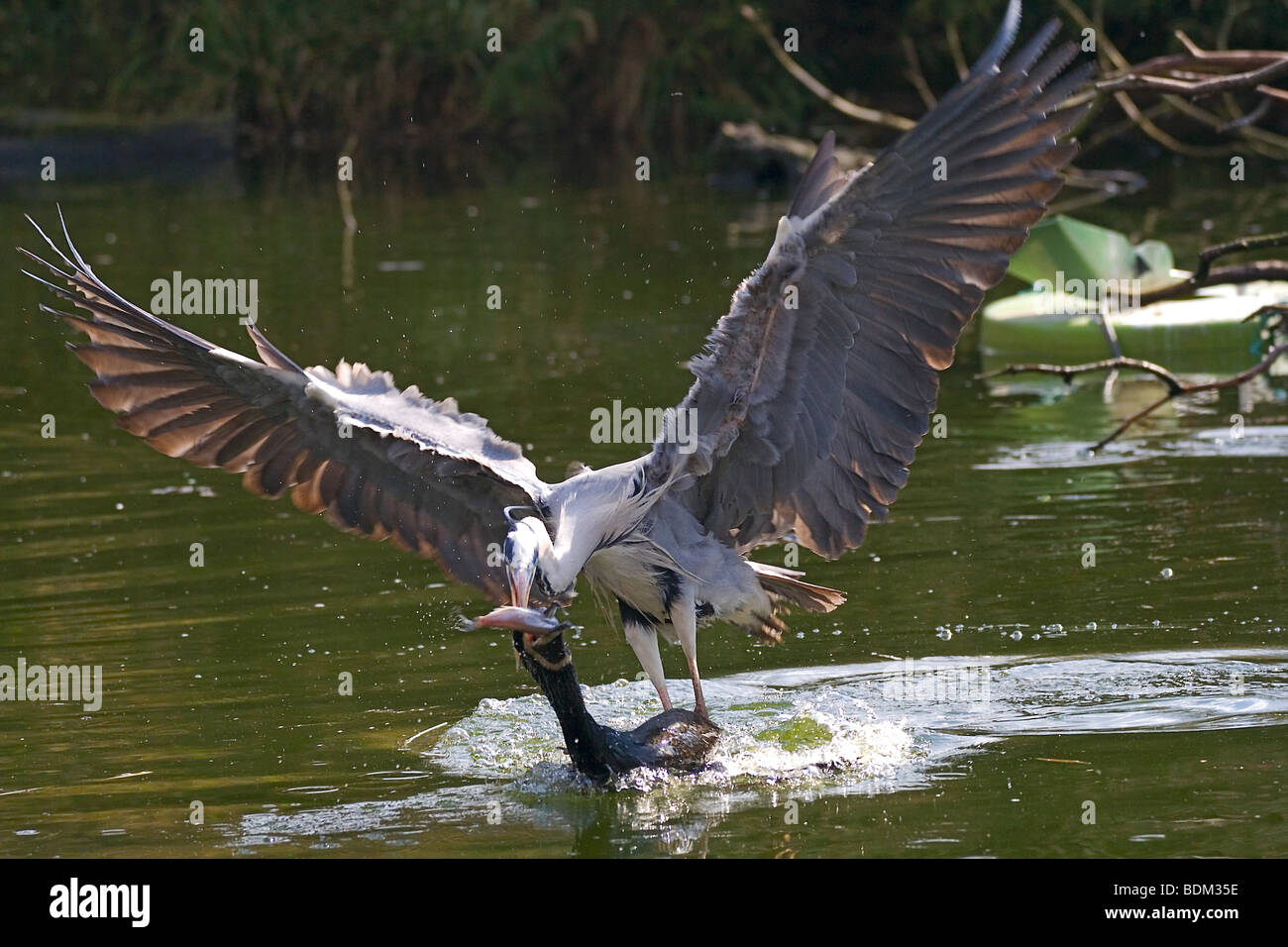 Stealing fish hi-res stock photography and images - Alamy