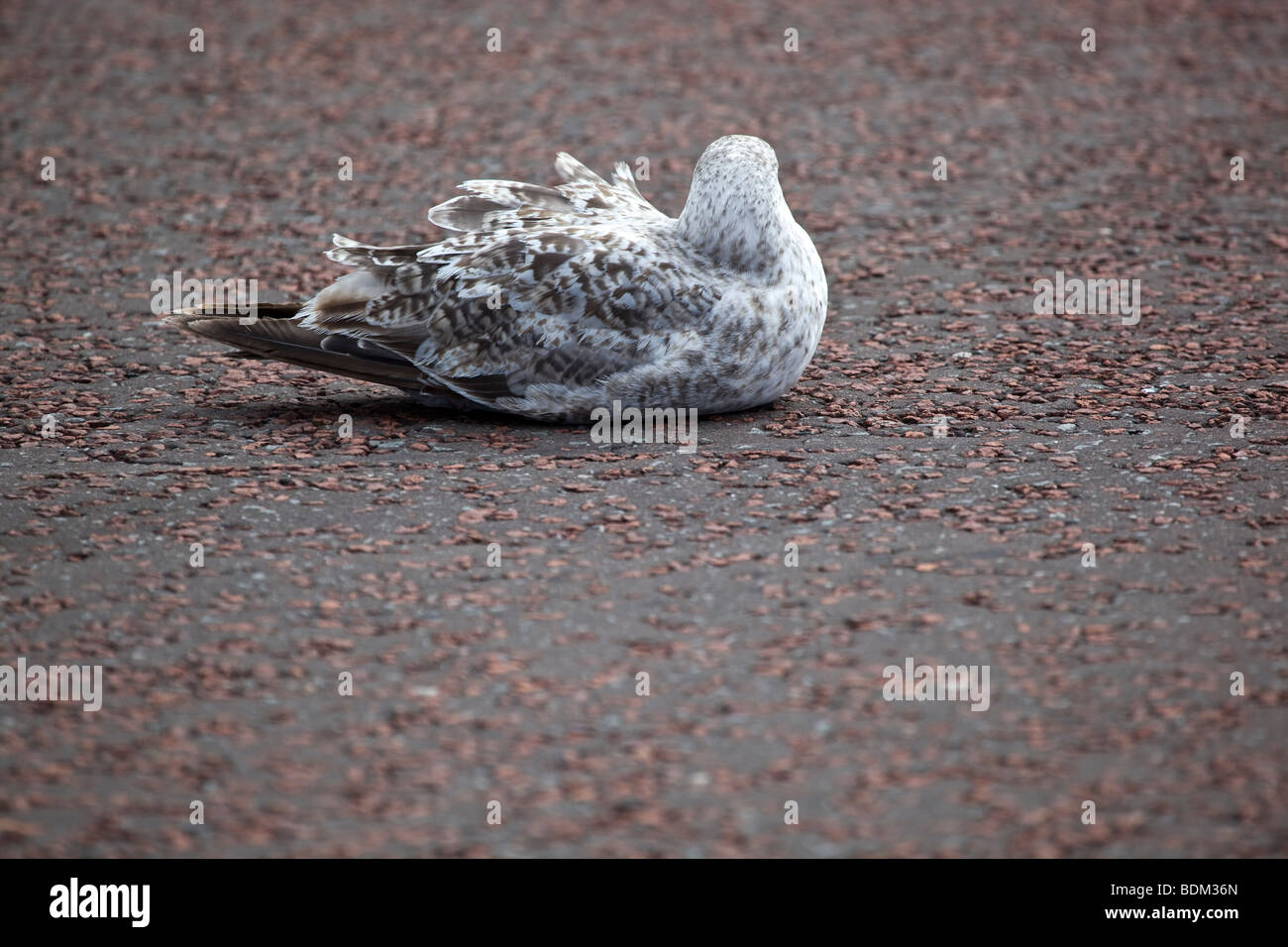 Grounded seagull hi-res stock photography and images - Alamy